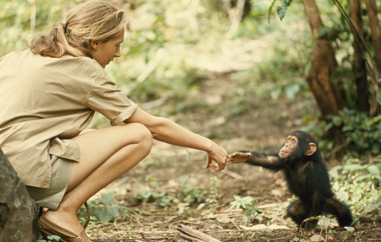 Biography of Famous Biologists Jane Goodall - The Engineers Blog